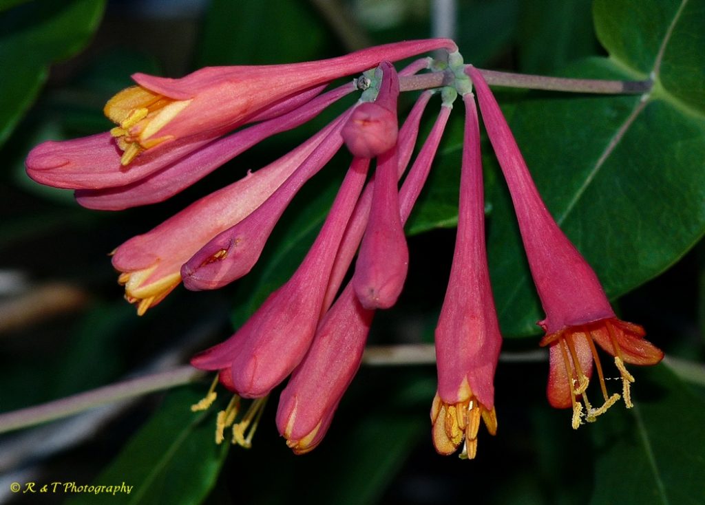 Name that Plant Winners and Plants | Georgia Botanical Society